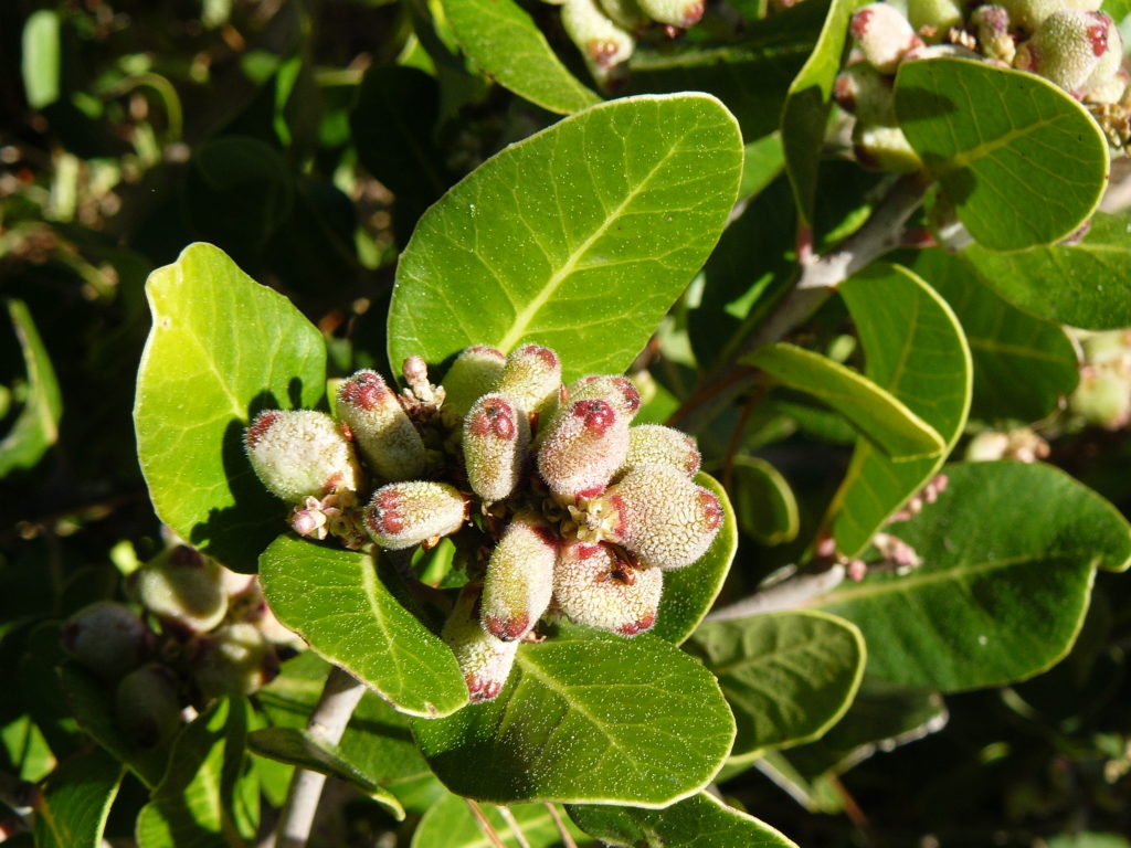 Lemonadeberry_Rhus_integrifolia_in_bloom,_MBSP – I Love Griffith Park