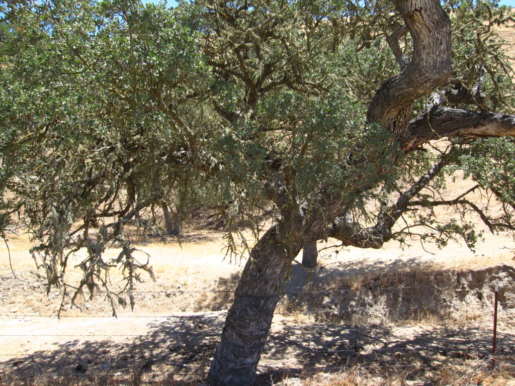 California live oak (Quercus agrifolia) – I Love Griffith Park