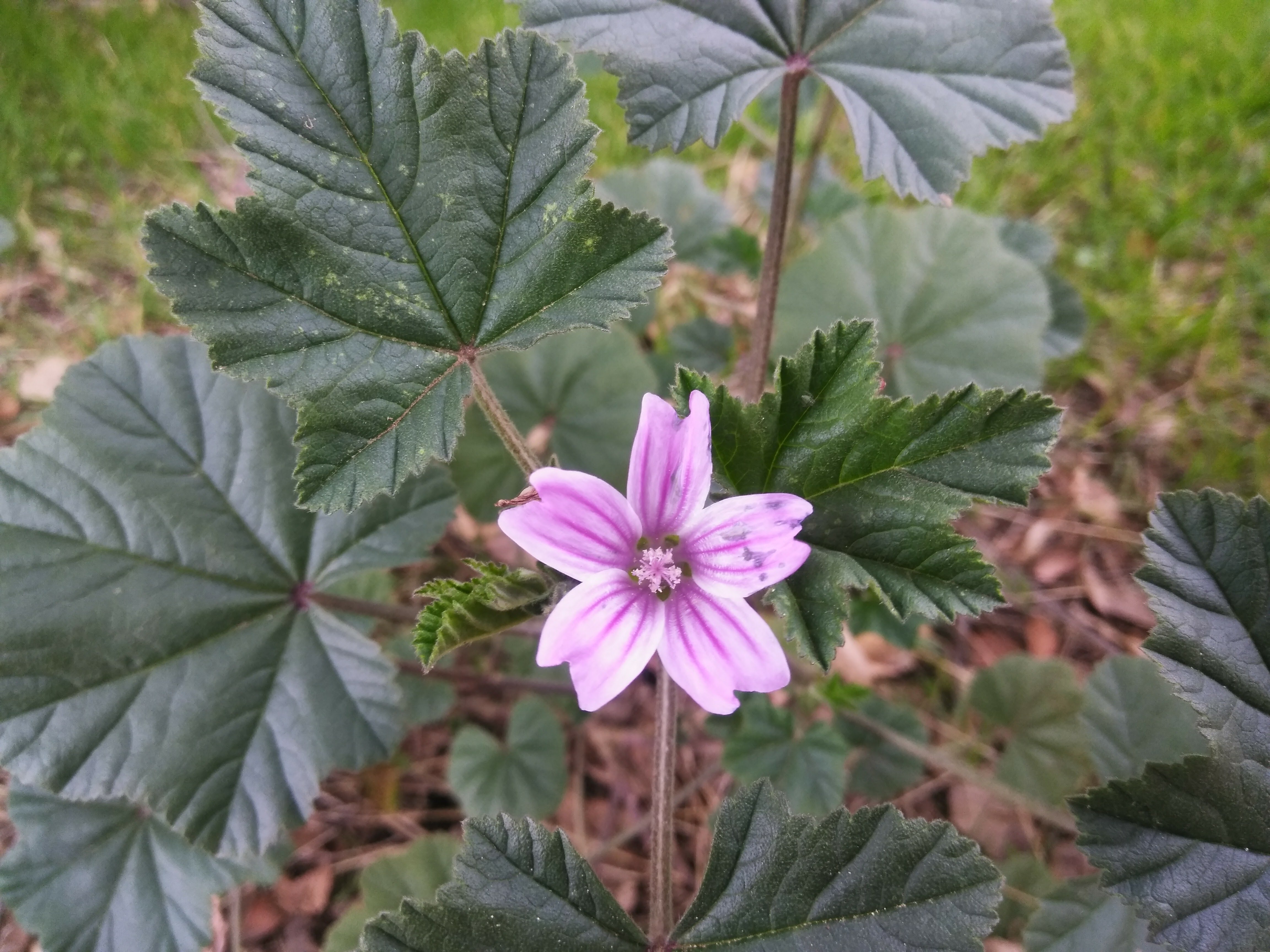 cheeseweed mallow - I Love Griffith Park