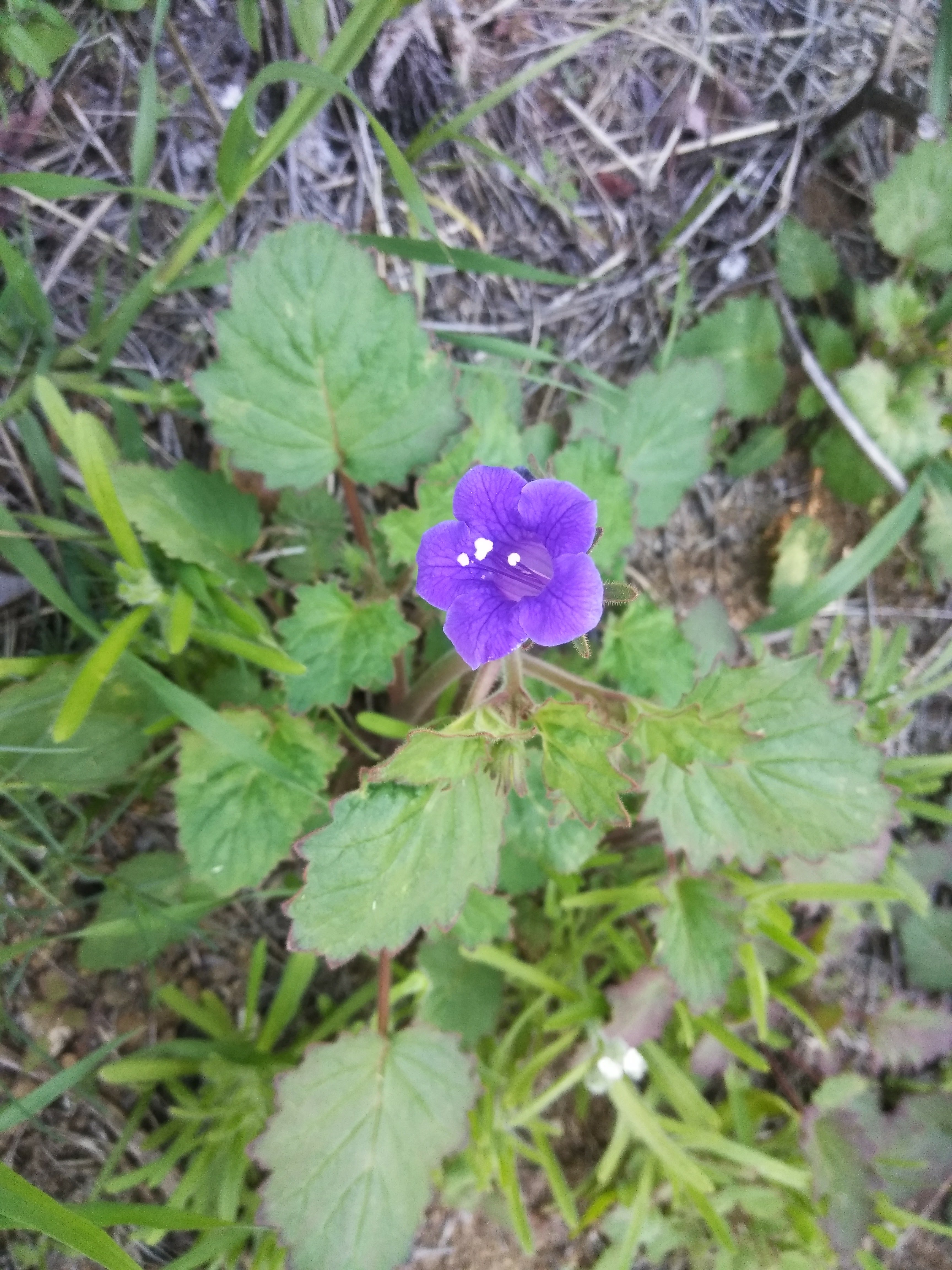 California bluebell (Phacelia campanularia)IMG_20180328_095849 – I Love ...