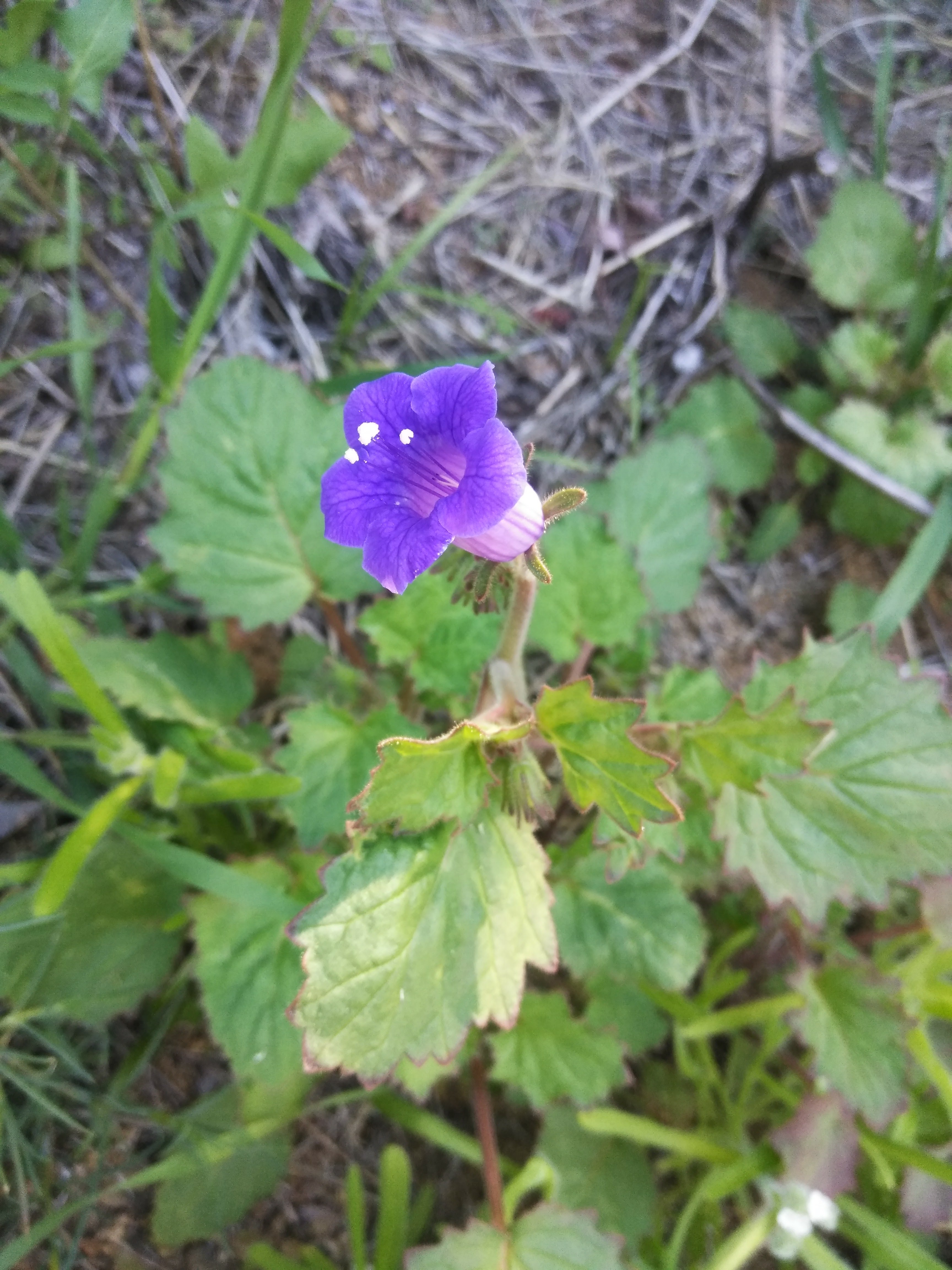 California bluebell (Phacelia campanularia)IMG_20180328_100045 – I Love ...
