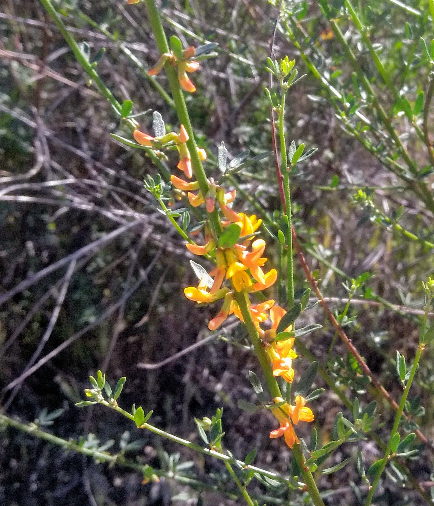 deerweed - I Love Griffith Park