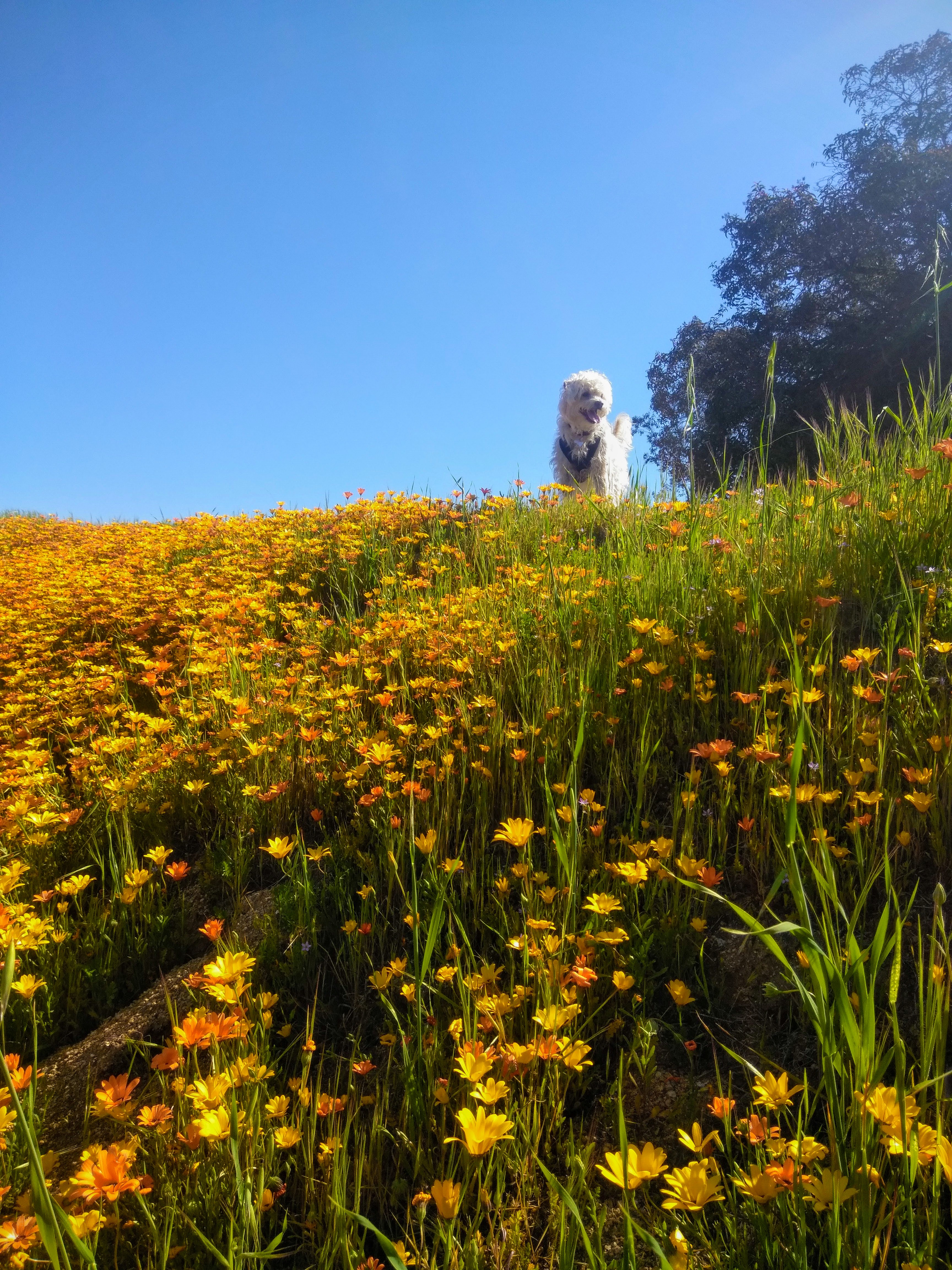 clone-tag-5571113308459664643-i-love-griffith-park
