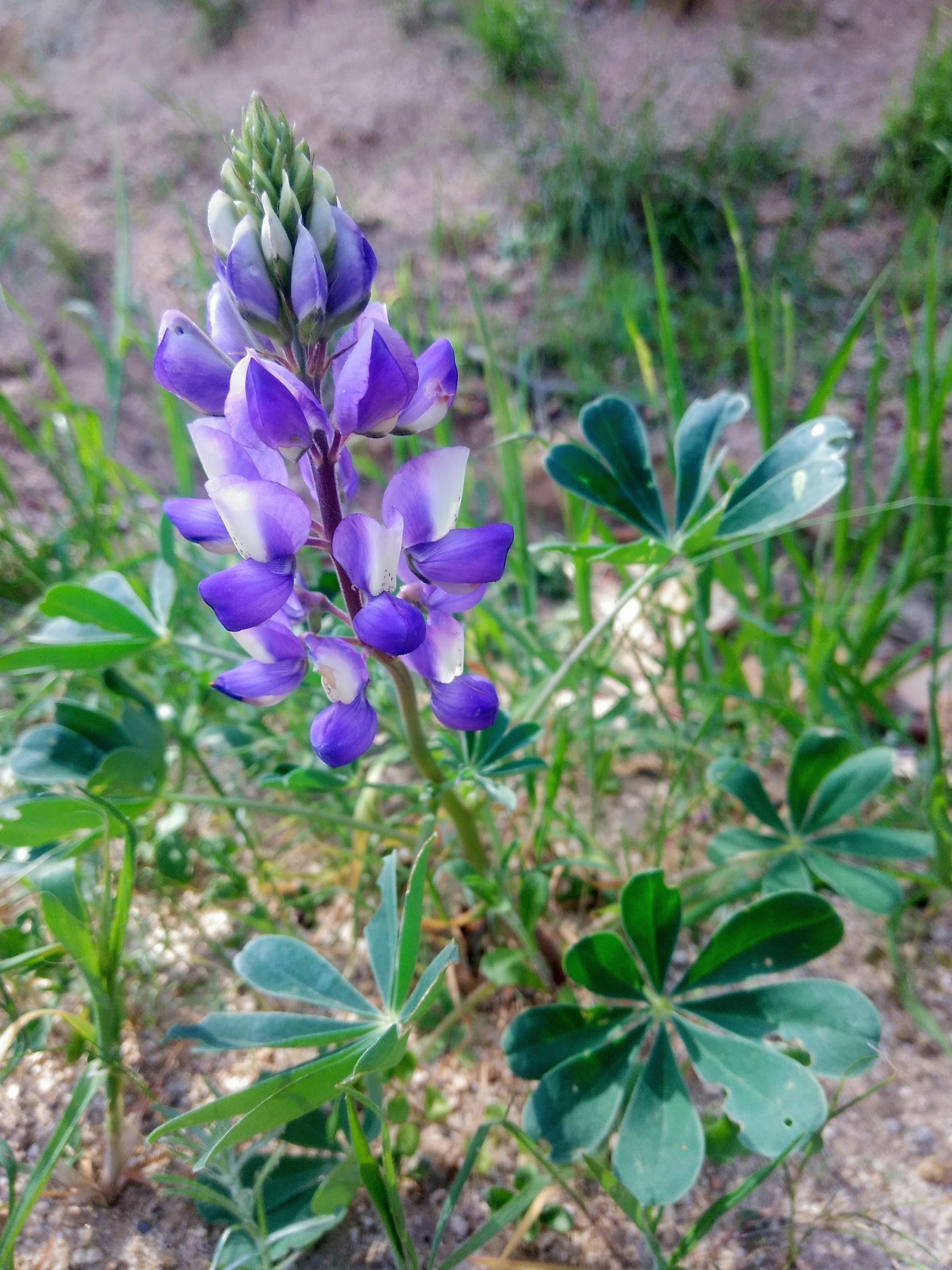 Lupinus Succulentus