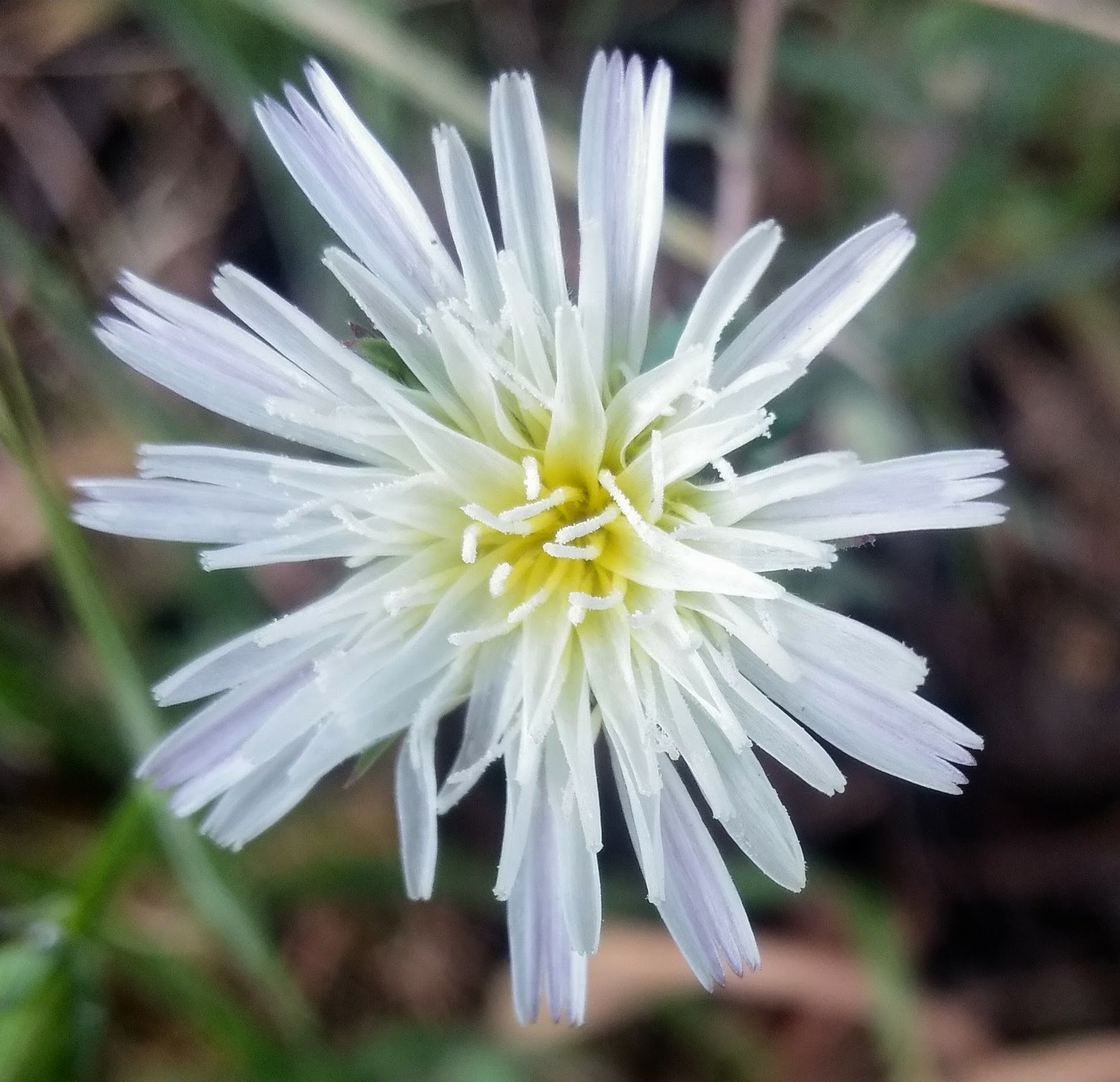 California native plants – I Love Griffith Park