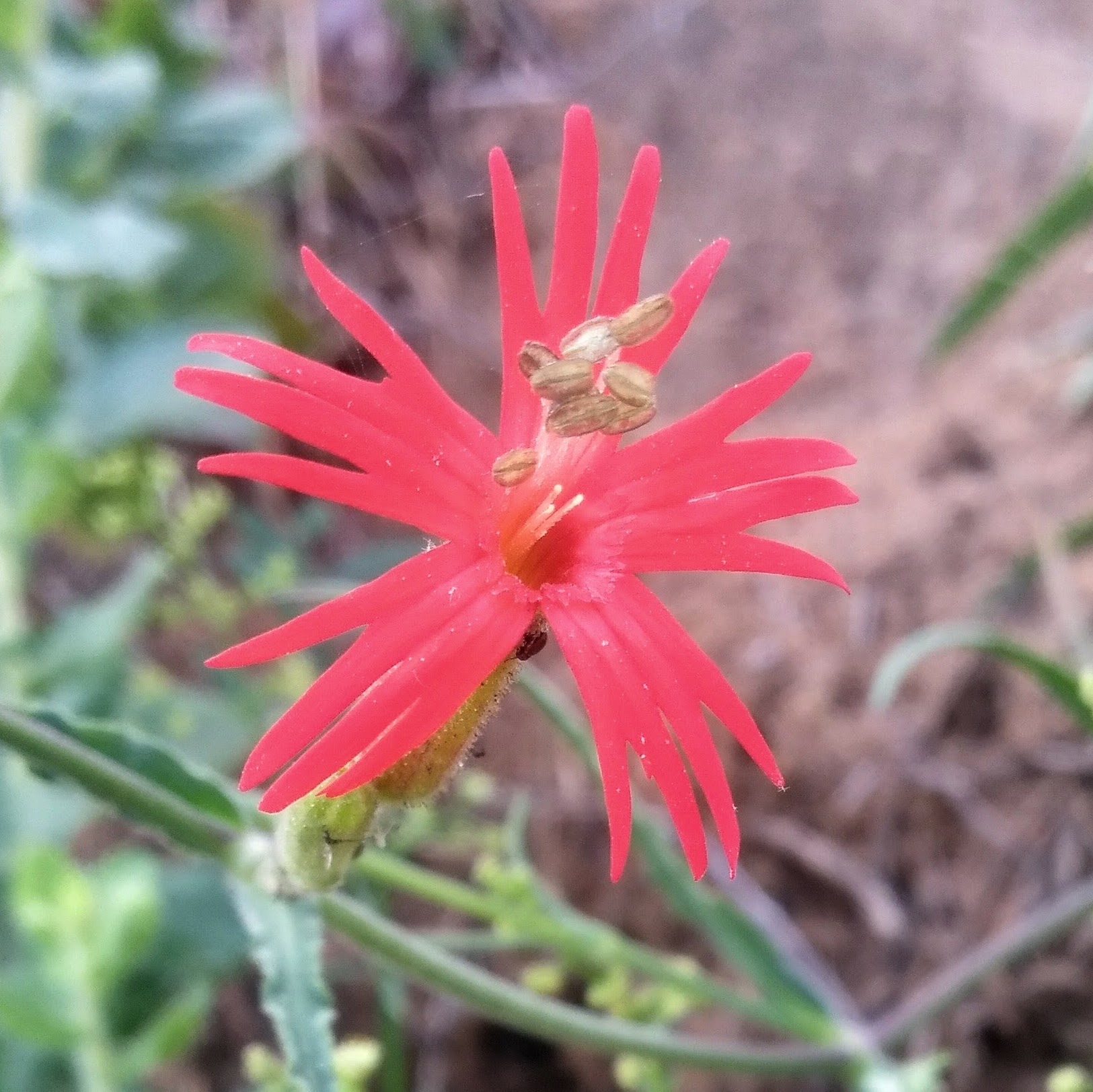 Plants of Griffith Park – I Love Griffith Park