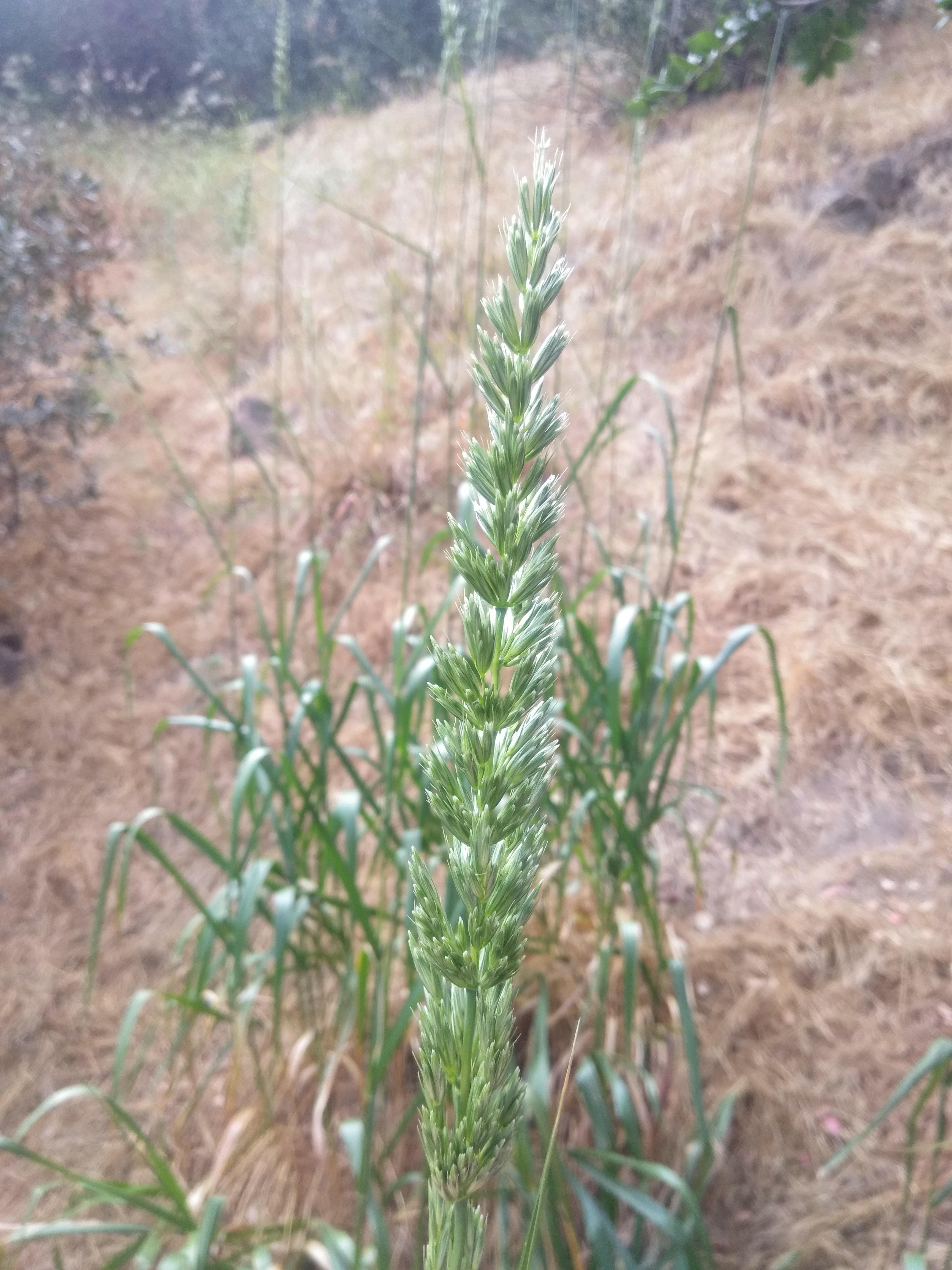 giant wild rye - I Love Griffith Park